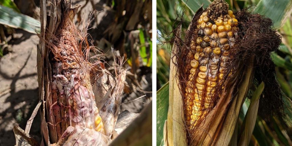 fusarium mold corn