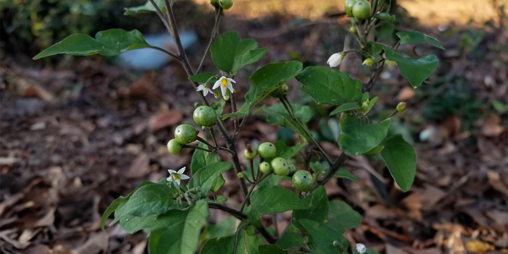 Deadly Nightshade Poisoning Symptoms