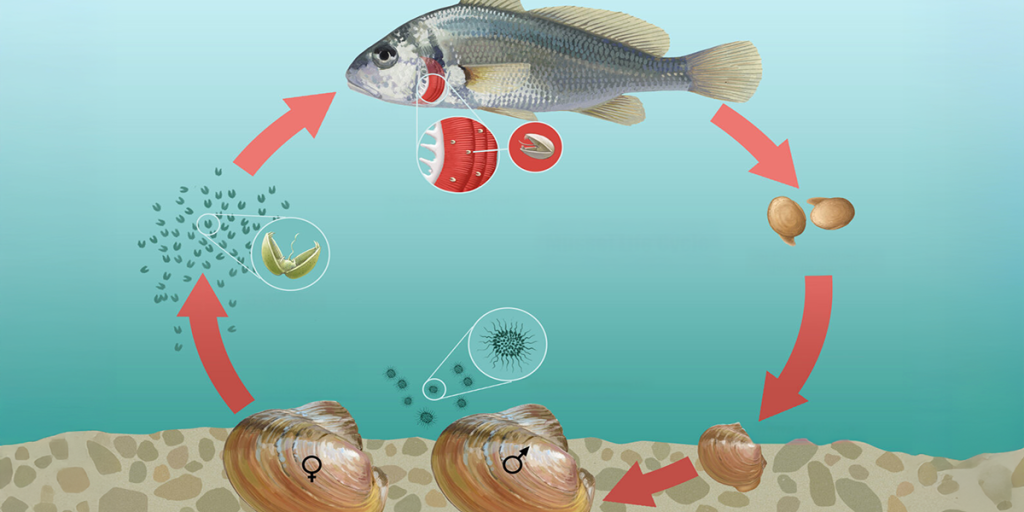 fish reproductive cycle